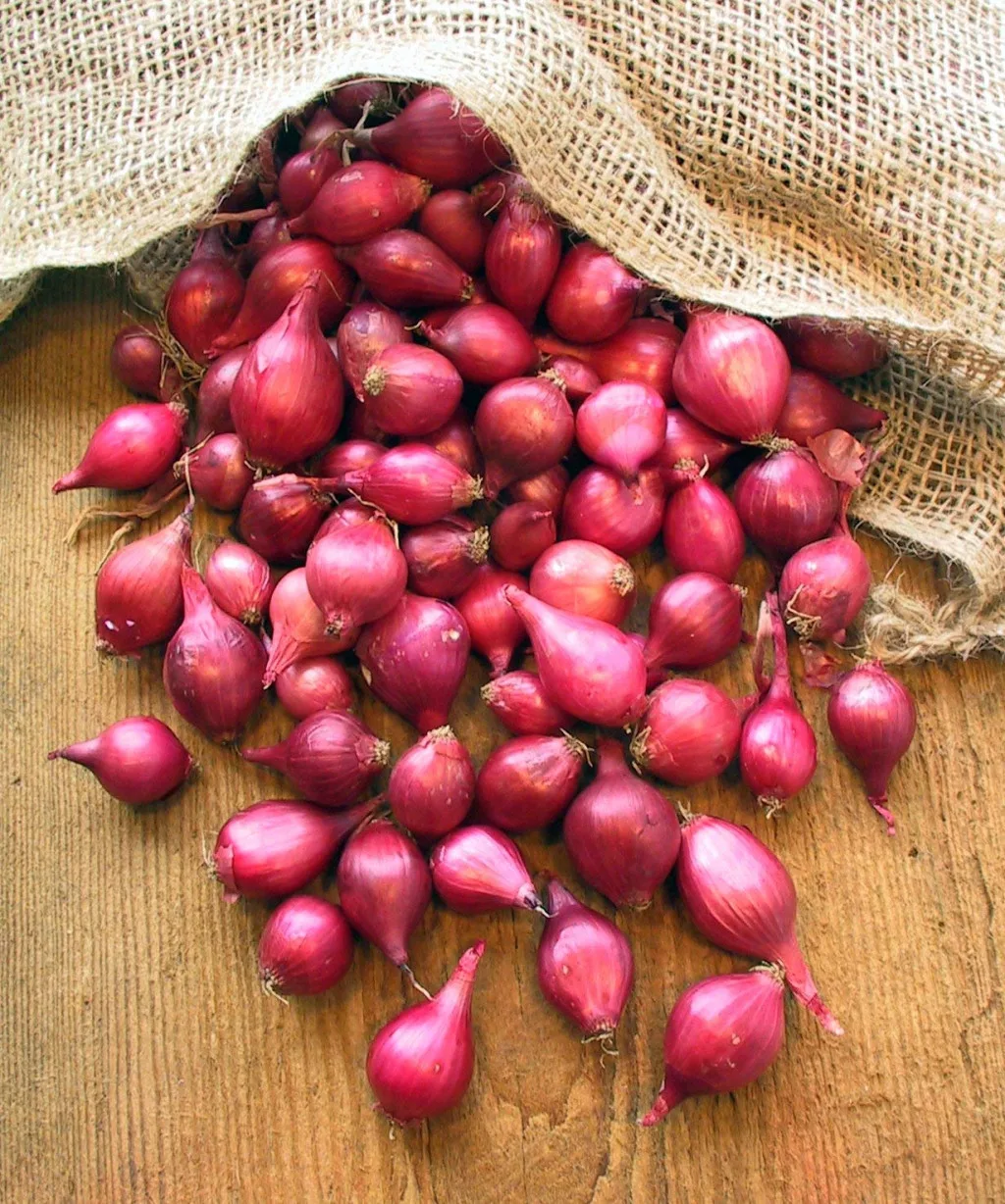 Dughagyma Lilahagyma Tavaszi Kimérős 1kg - Kertészfutár Webá